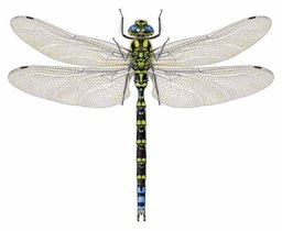 Dragonfly, Aeshna cyanea