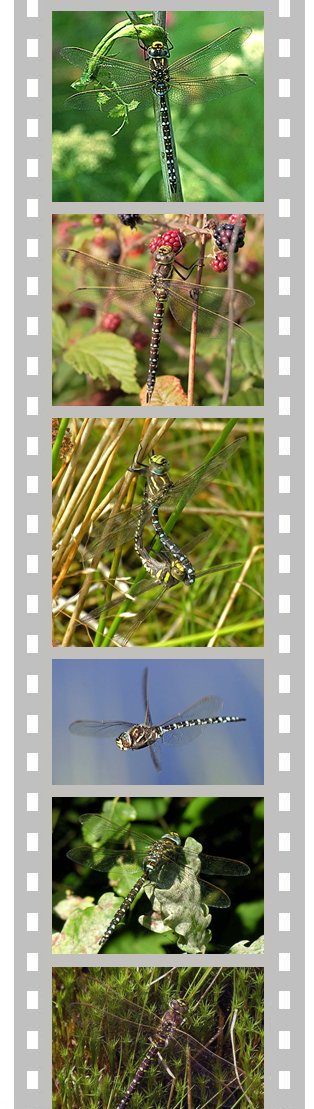 Dragonfly, Aeshna juncea