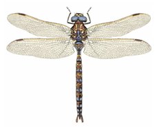 Dragonfly, Aeshna juncea