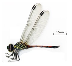 Dragonfly, Agrionoptera insignis