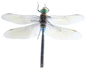 Dragonfly, Anax parthenope