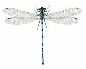 Damselfly, Enallagma cyathigerum