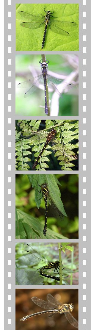 Dragonfly, Epiophlebia superstes