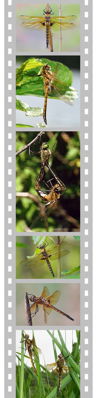 Dragonfly, Epitheca bimaculata