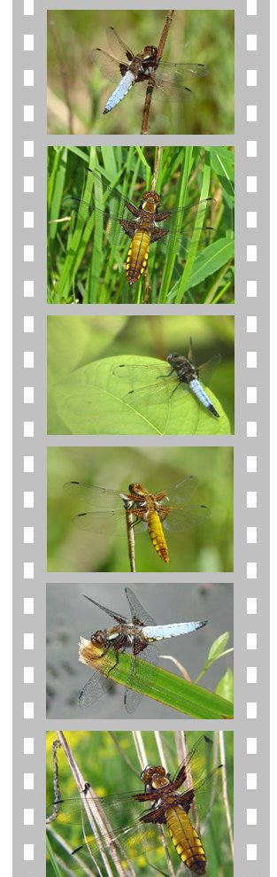 Dragonfly, Libellula depressa