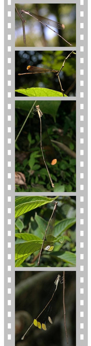 Damselfly, Mecistogaster ornata
