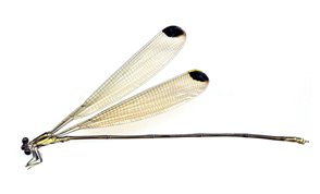 Damselfly, Mecistogaster ornata