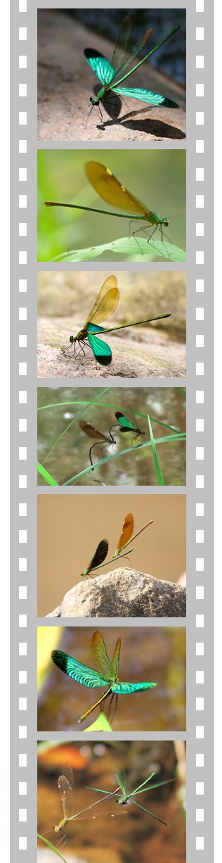 Damselfly, Neurobasis chinensis