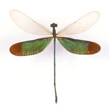 Damselfly, Neurobasis chinensis