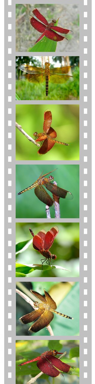 Dragonfly, Neurothemis ramburii