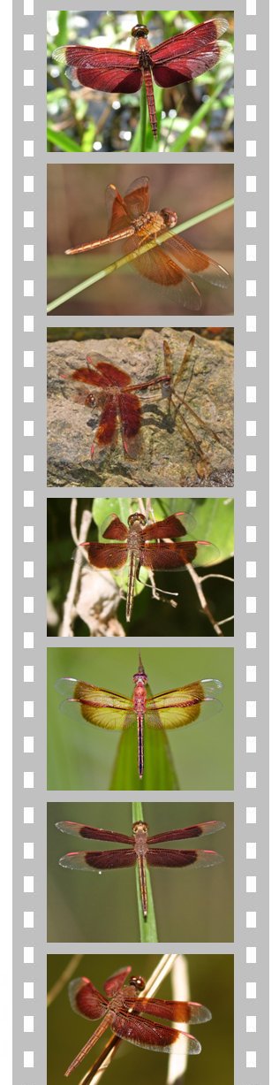 Dragonfly, Neurothemis stigmatizans