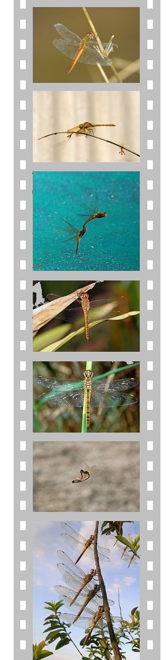 Dragonfly, Pantala flavescens
