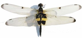 Dragonfly, Rhyothemis phyllis