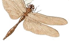 Dragonfly, Sympetrum dilatatum