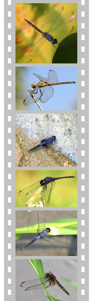 Dragonfly, Trithemis festiva