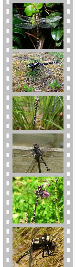 Dragonfly, Uropetala carovei